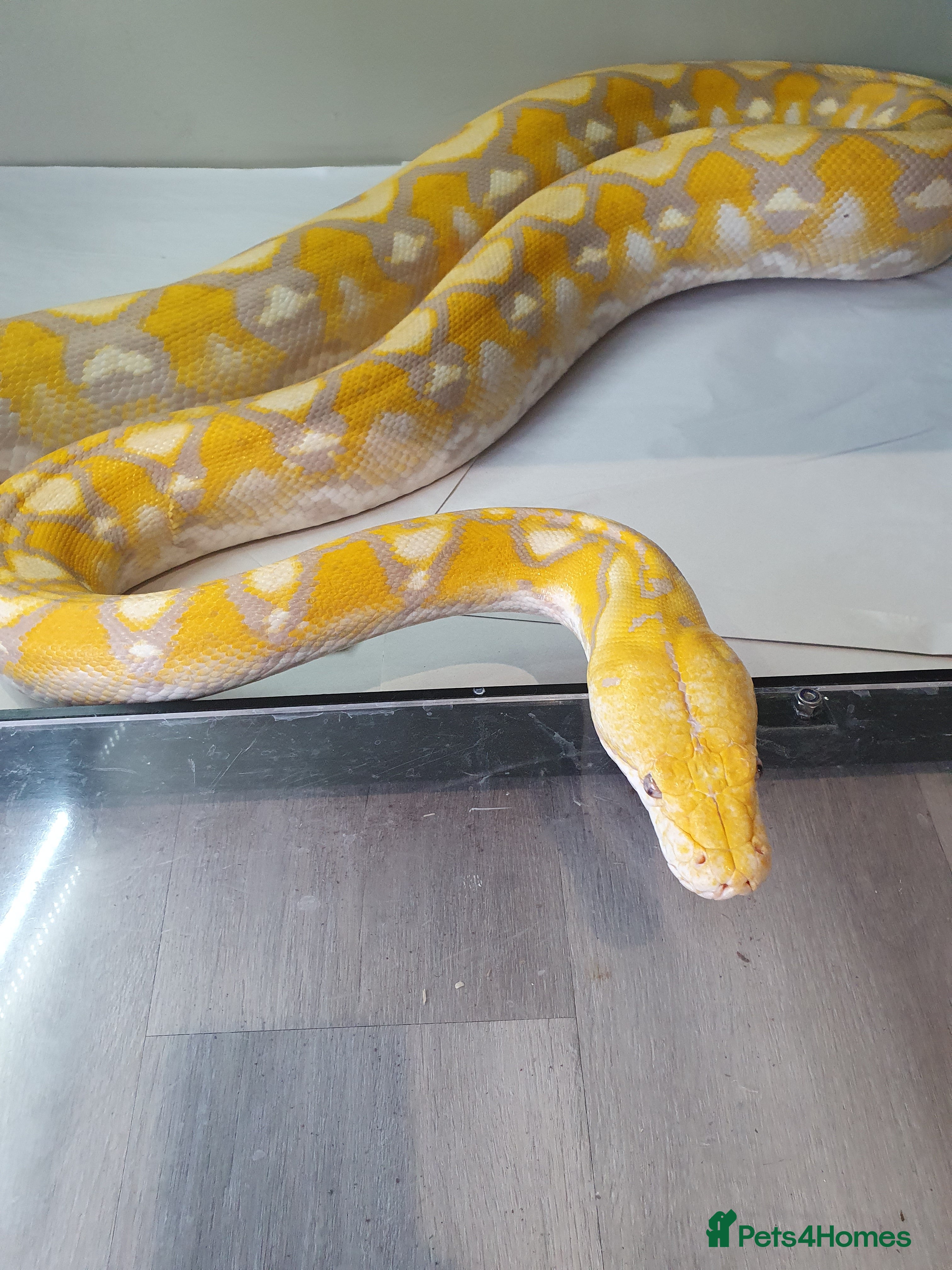 2020 super sunfire reticulated python for sale in Peterborough | Pets4Homes