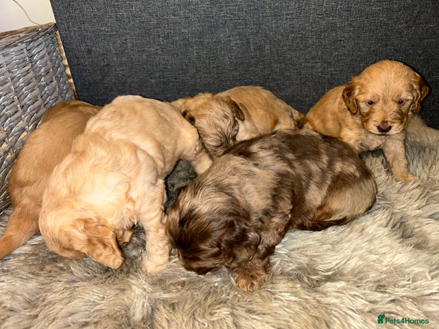 5 adorable cockapoo puppies for sale in Aberdeen | Pets4Homes