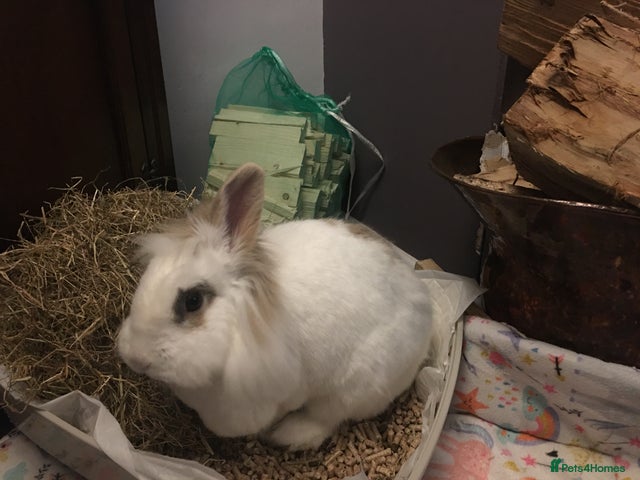 Hilda lionhead rabbit for sale in Coalville | Pets4Homes