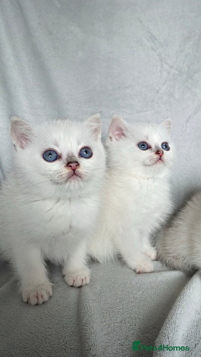 Beautiful British Shorthair Male Kittens for sale in Edinburgh | Pets4Homes