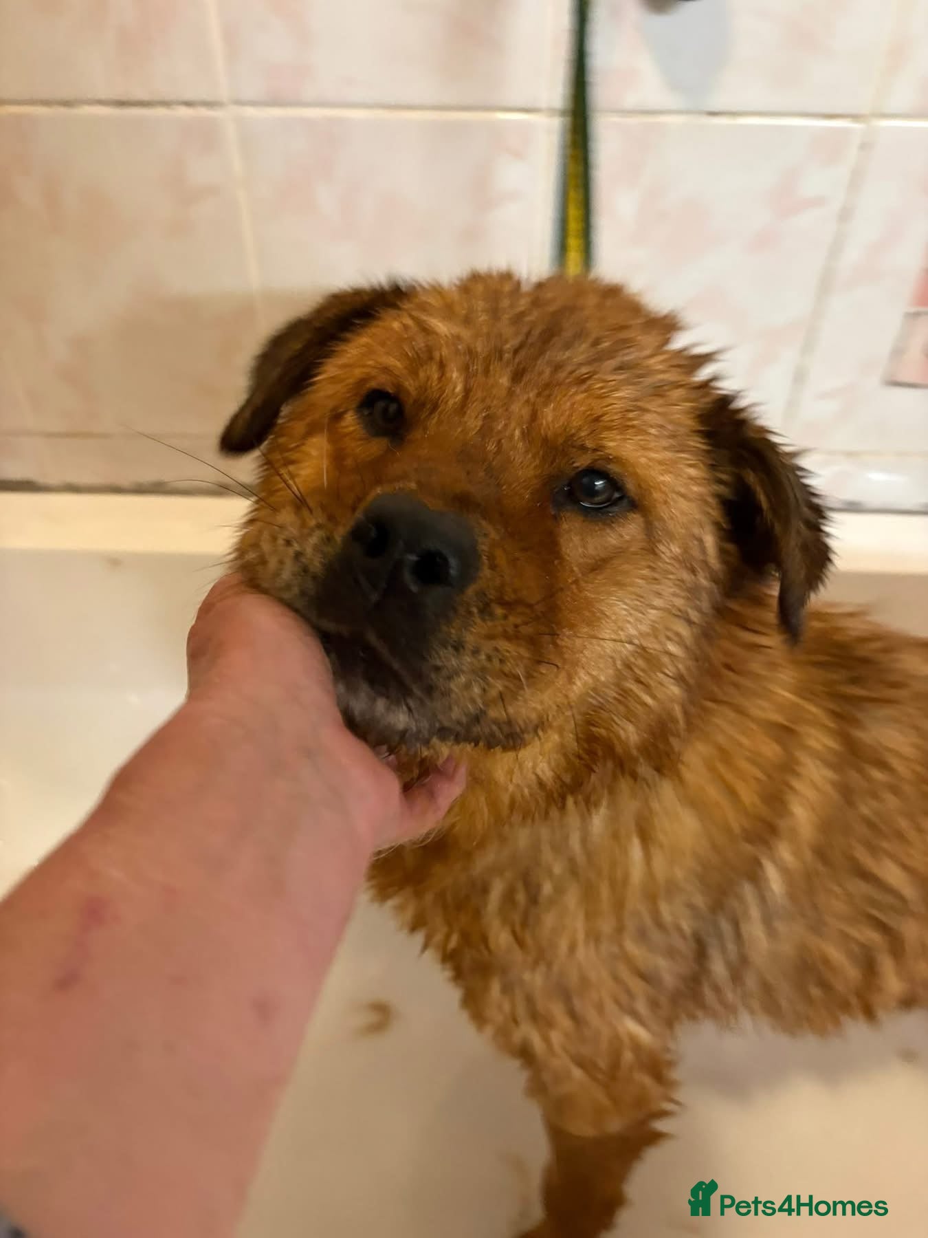 Chow Chow Dogs for adoption | Pets4Homes