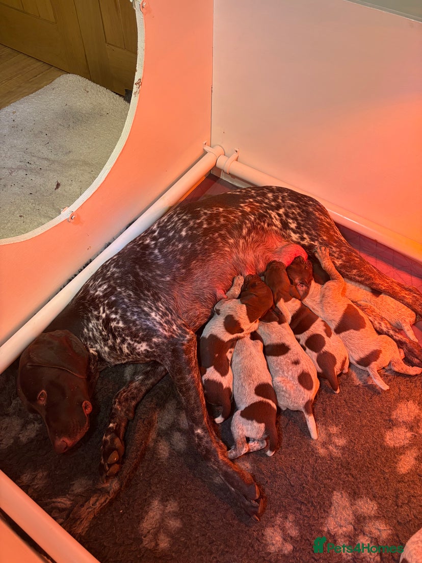 German shorthaired pointer puppies for sale in Cumnock | Pets4Homes