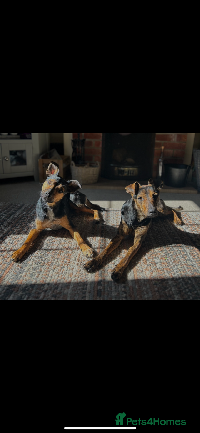 Ciok 1.5 year old mixed breed for sale in Newmarket | Pets4Homes