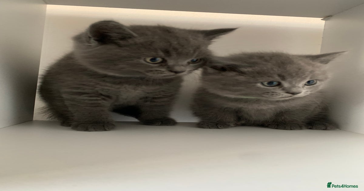 British shorthair kittens for sale in Sutton | Pets4Homes