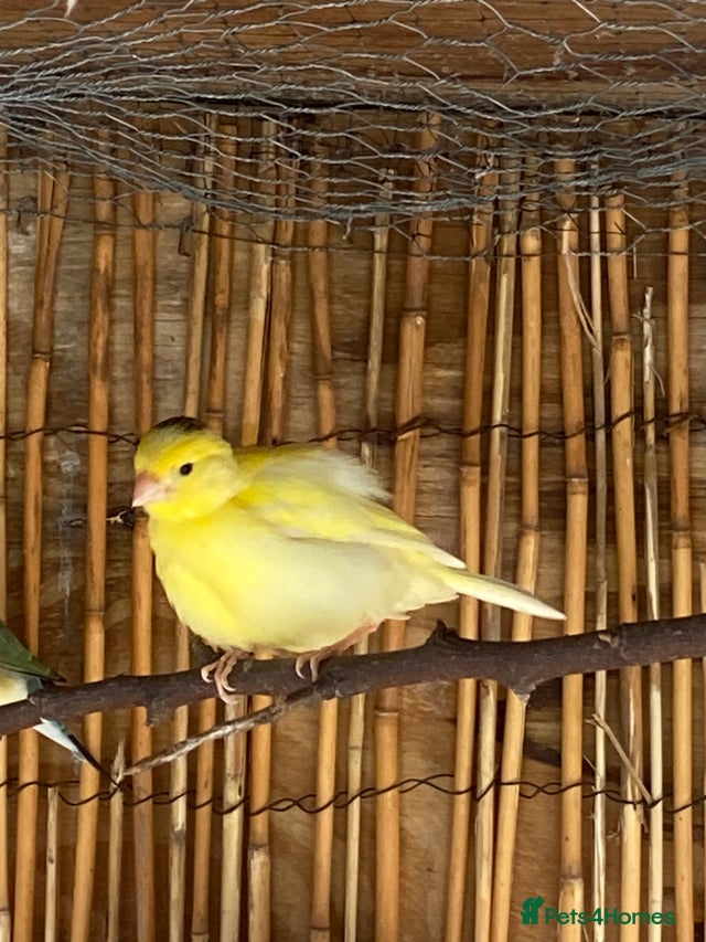 Fife Canaries and zebra finches for sale for sale in Bath | Pets4Homes