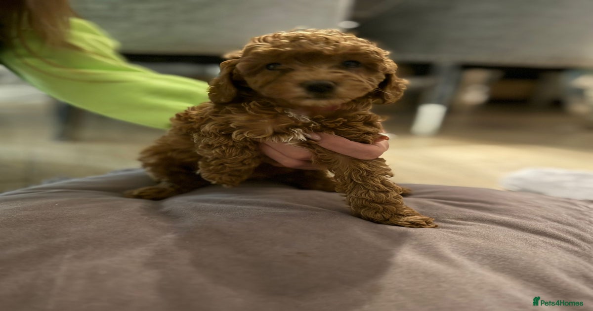 5 beautiful Cockapoos 😍 just one left for sale in Slough | Pets4Homes