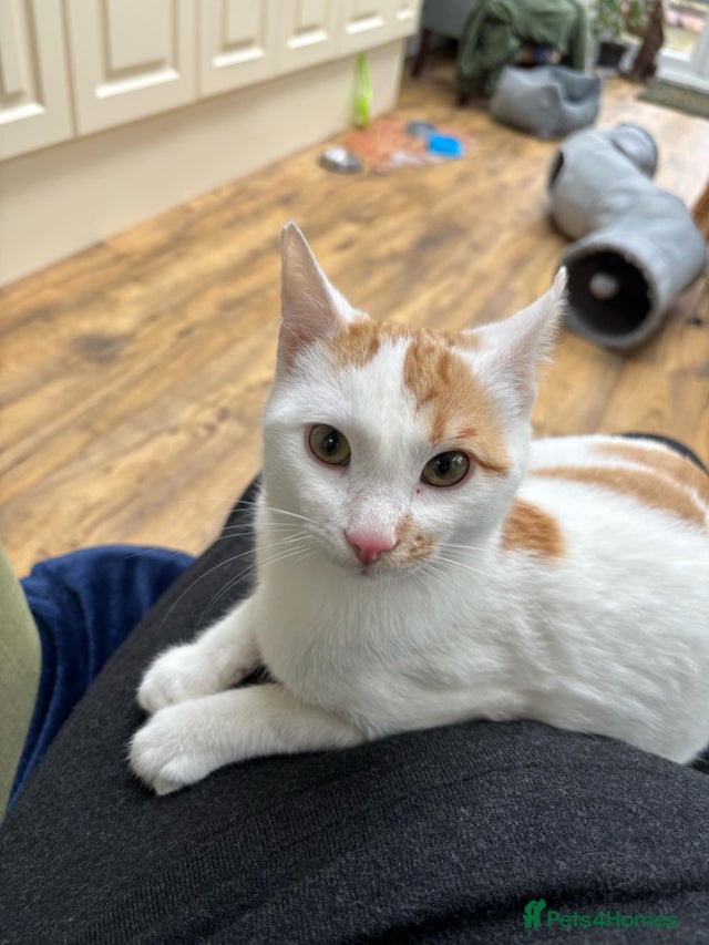 Ginger Cats for adoption | Pets4Homes