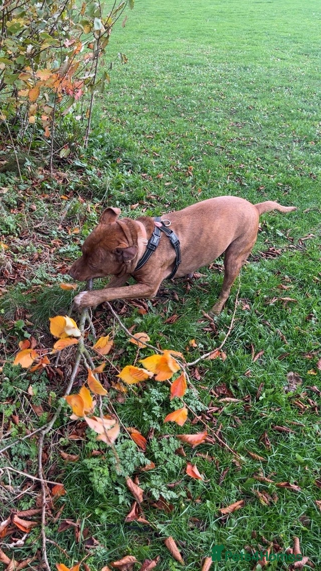 Staffy bull terrier for sale in Sheffield | Pets4Homes