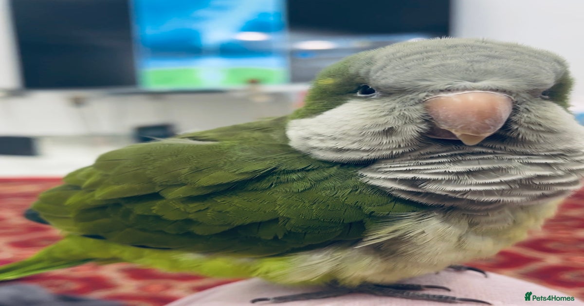 Talking green Quaker parrot for sale in Coventry | Pets4Homes