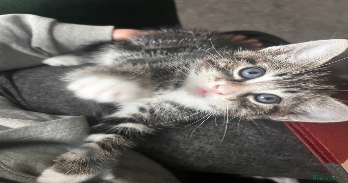 Kittens for sale for sale in Sheffield | Pets4Homes