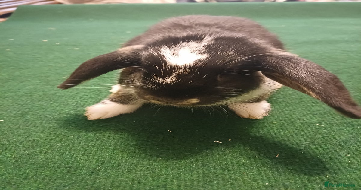 1 Sweet Male Baby Mini Lop Cross English Rabbit for sale in Southampton ...