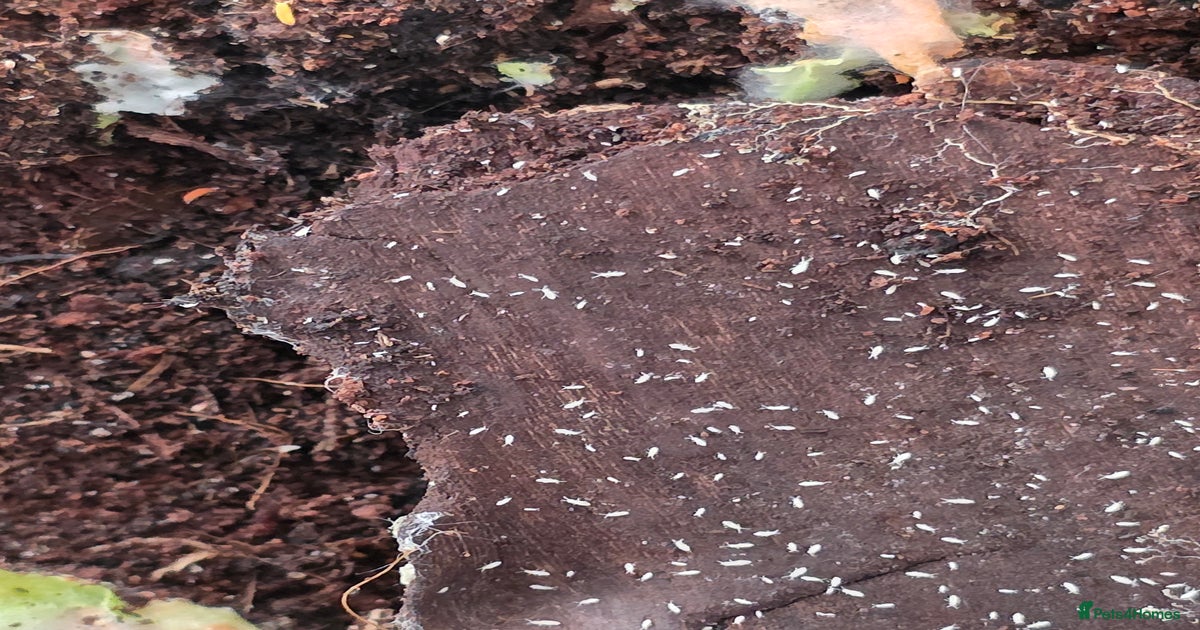 Springtails Tropical White for sale in Newton Abbot | Pets4Homes