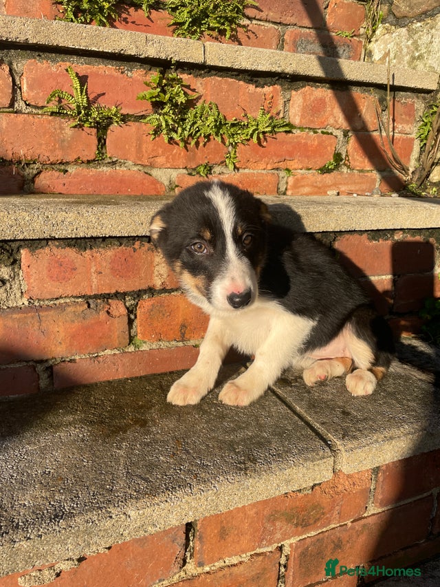3 Beautiful Sheepdog Puppies for sale in Llanelli | Pets4Homes