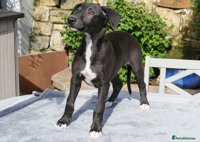 Pedigree Whippet Purebred Girl now available for sale in Hastings ...