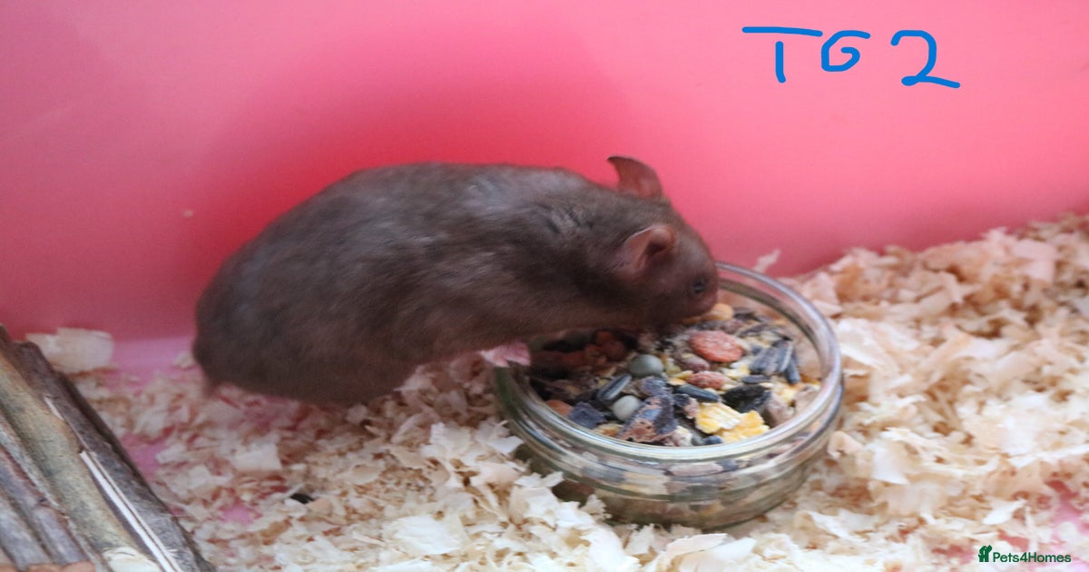 Young Syrian Hamsters for sale in Sidcup | Pets4Homes