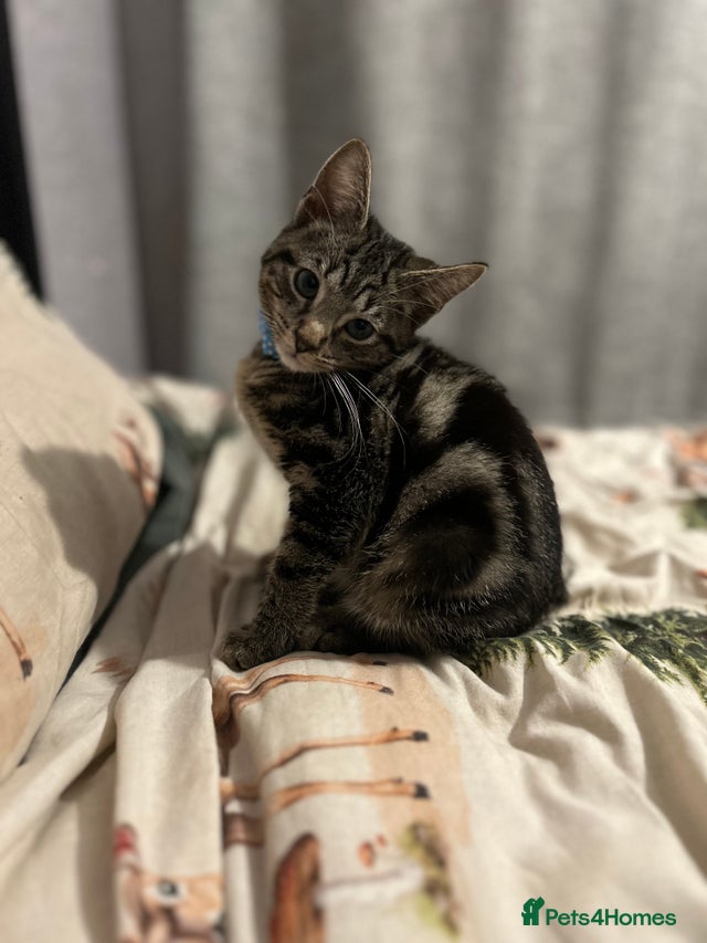 4 month old kitten for sale in Scunthorpe | Pets4Homes