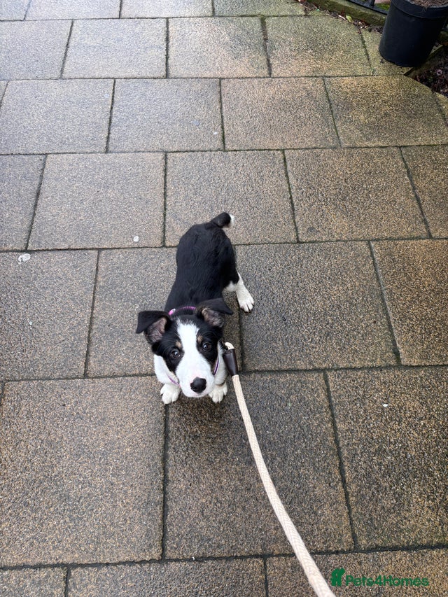 Border collie female for sale for sale in Middlesbrough | Pets4Homes