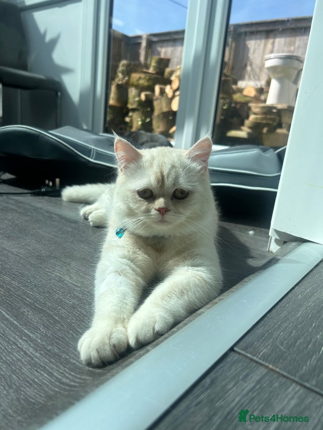 Beautiful Persian for sale for sale in Liskeard | Pets4Homes