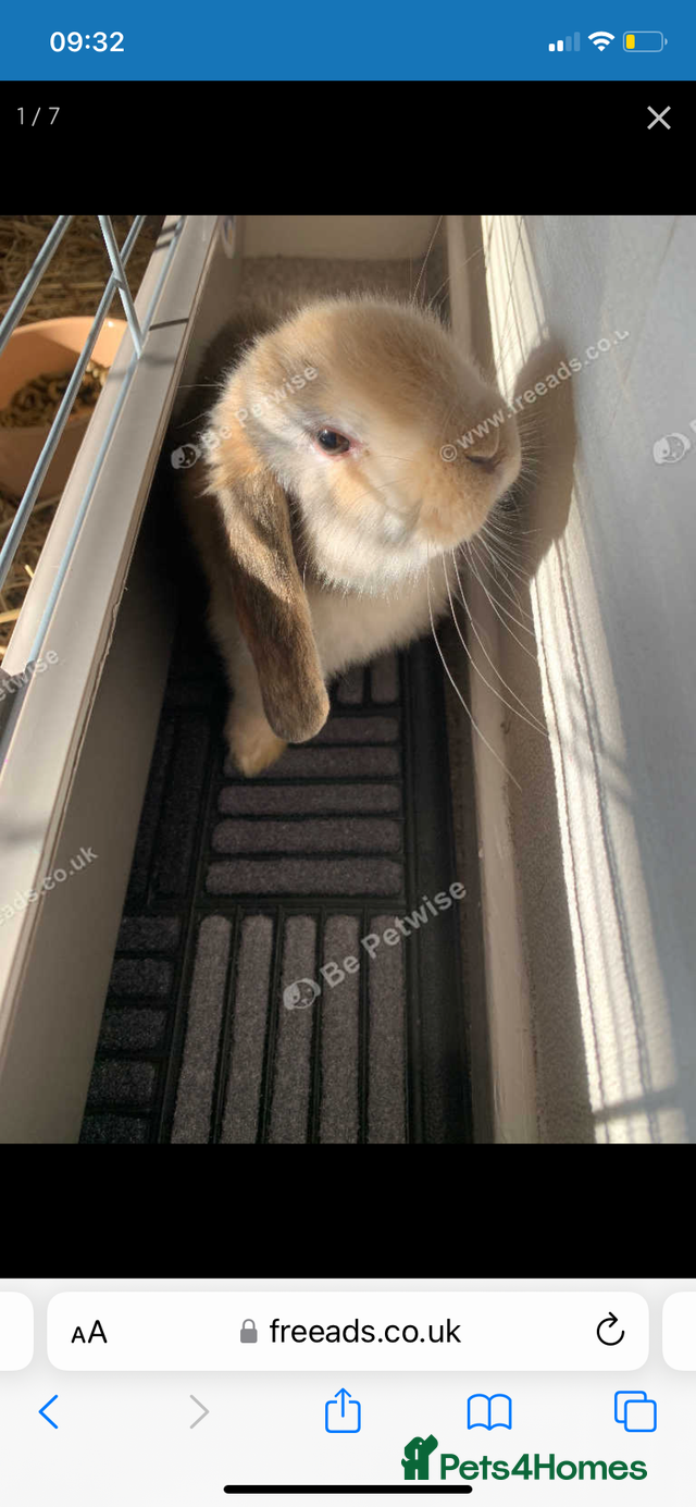 Mini lops bunny 12 week old for sale in Doncaster | Pets4Homes