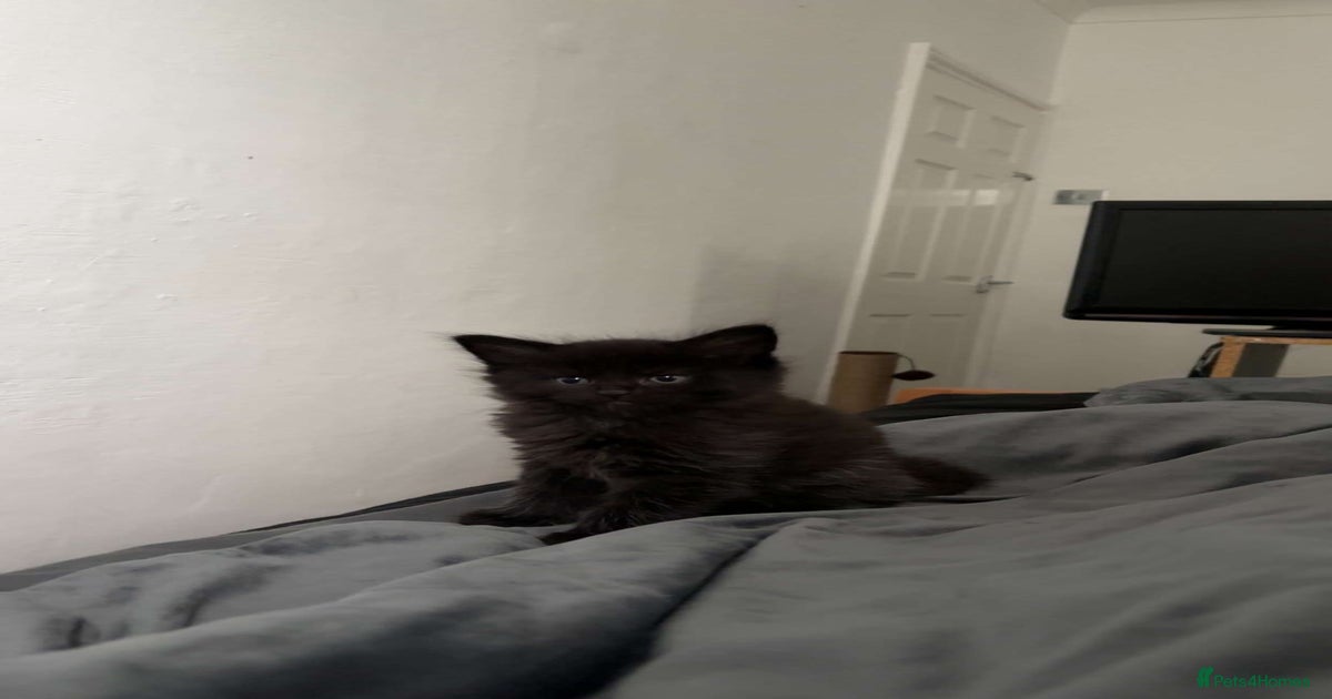 Beautiful male kitten for adoption in Bexhill-on-Sea | Pets4Homes