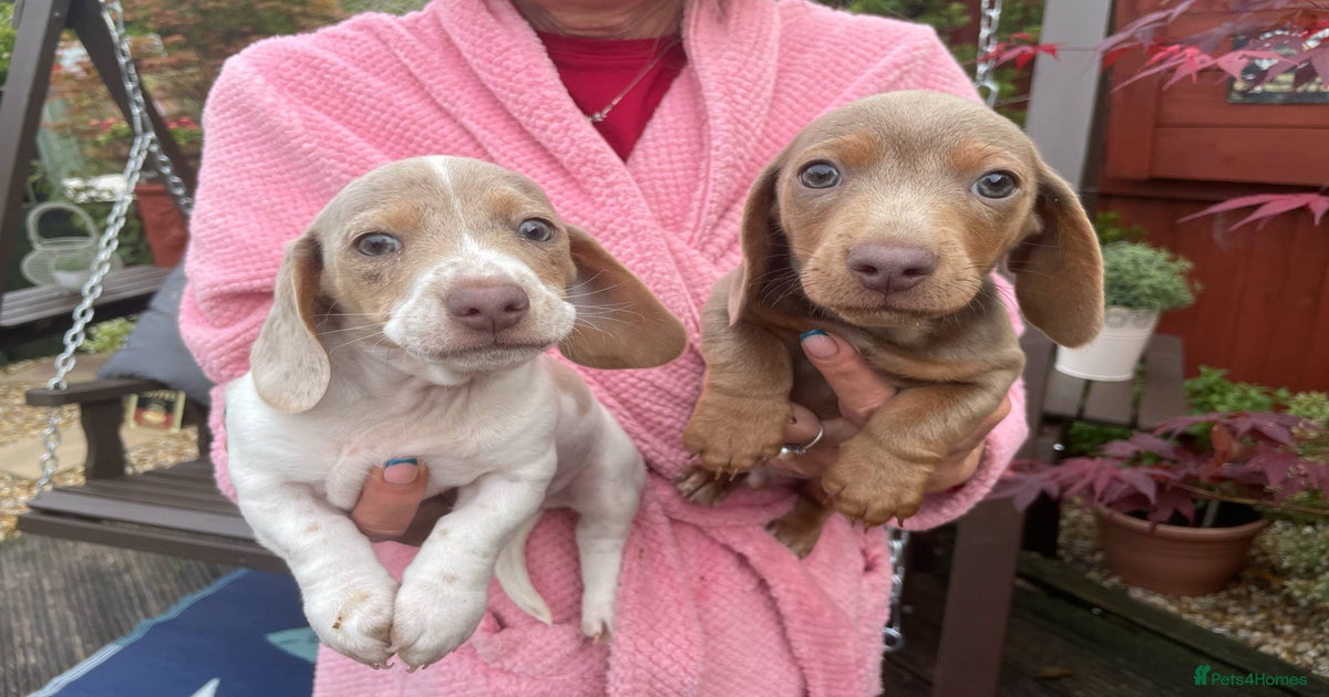 READY NOW MINIATURE DACHSHUND KC REG PRA CLEAR for sale in Pontyclun ...