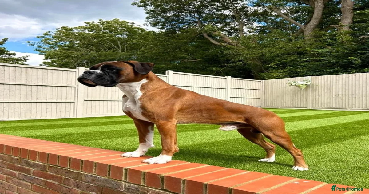 PROVEN KC REGISTERED BOXER STUD - Red Flashy Male for stud in London ...