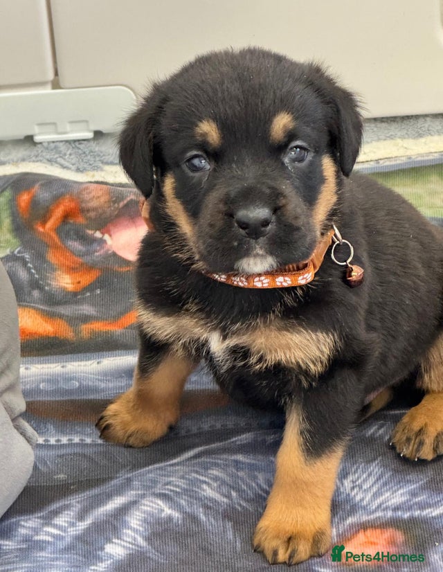 Boxweiler (Rottweiler x Boxer) for sale in Worcester | Pets4Homes