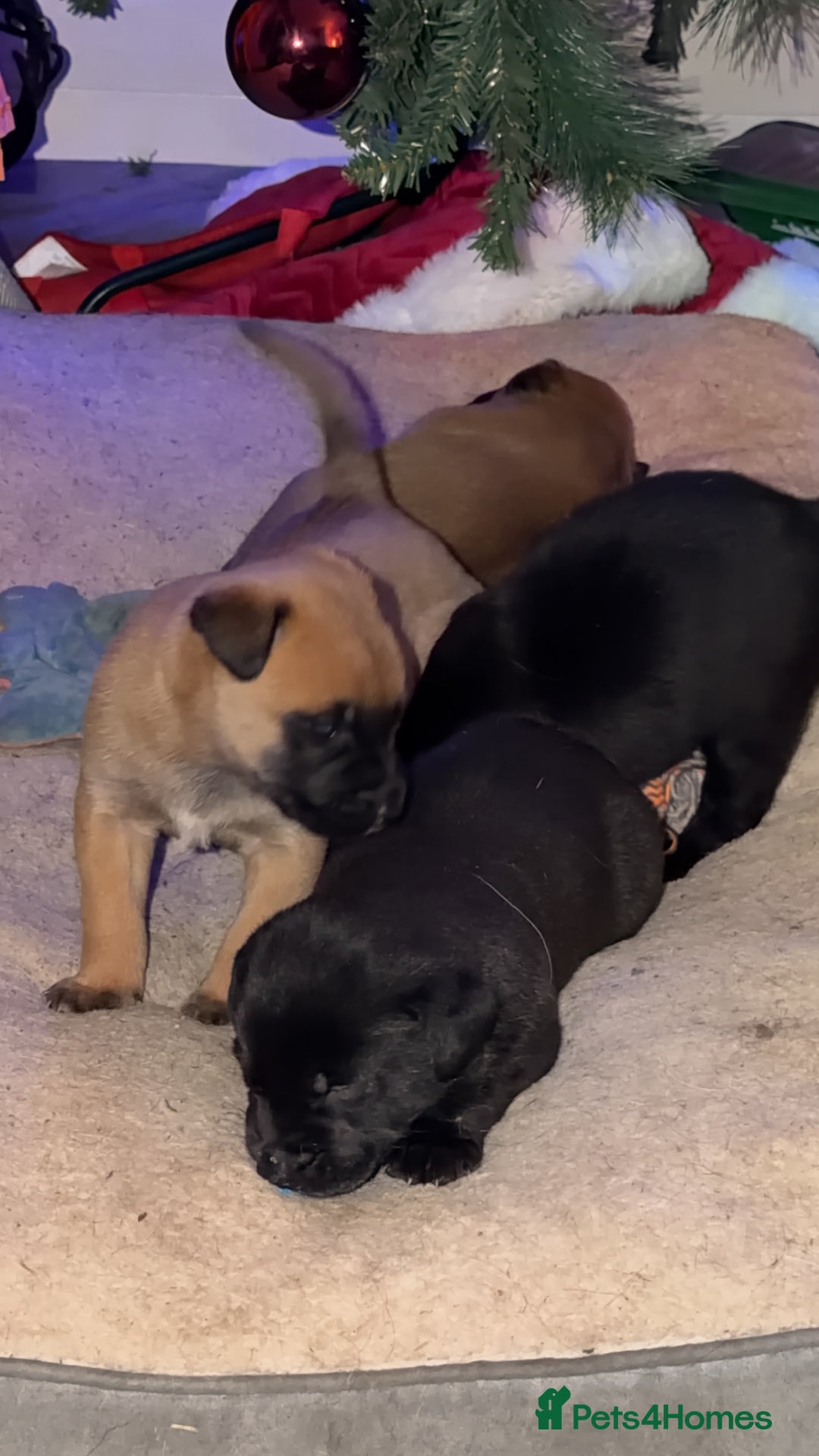 Belgian Malinois for sale in Saltburn-by-the-Sea | Pets4Homes