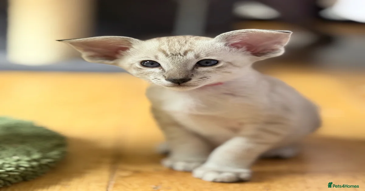 Siamese Kittens for sale | Pets4Homes