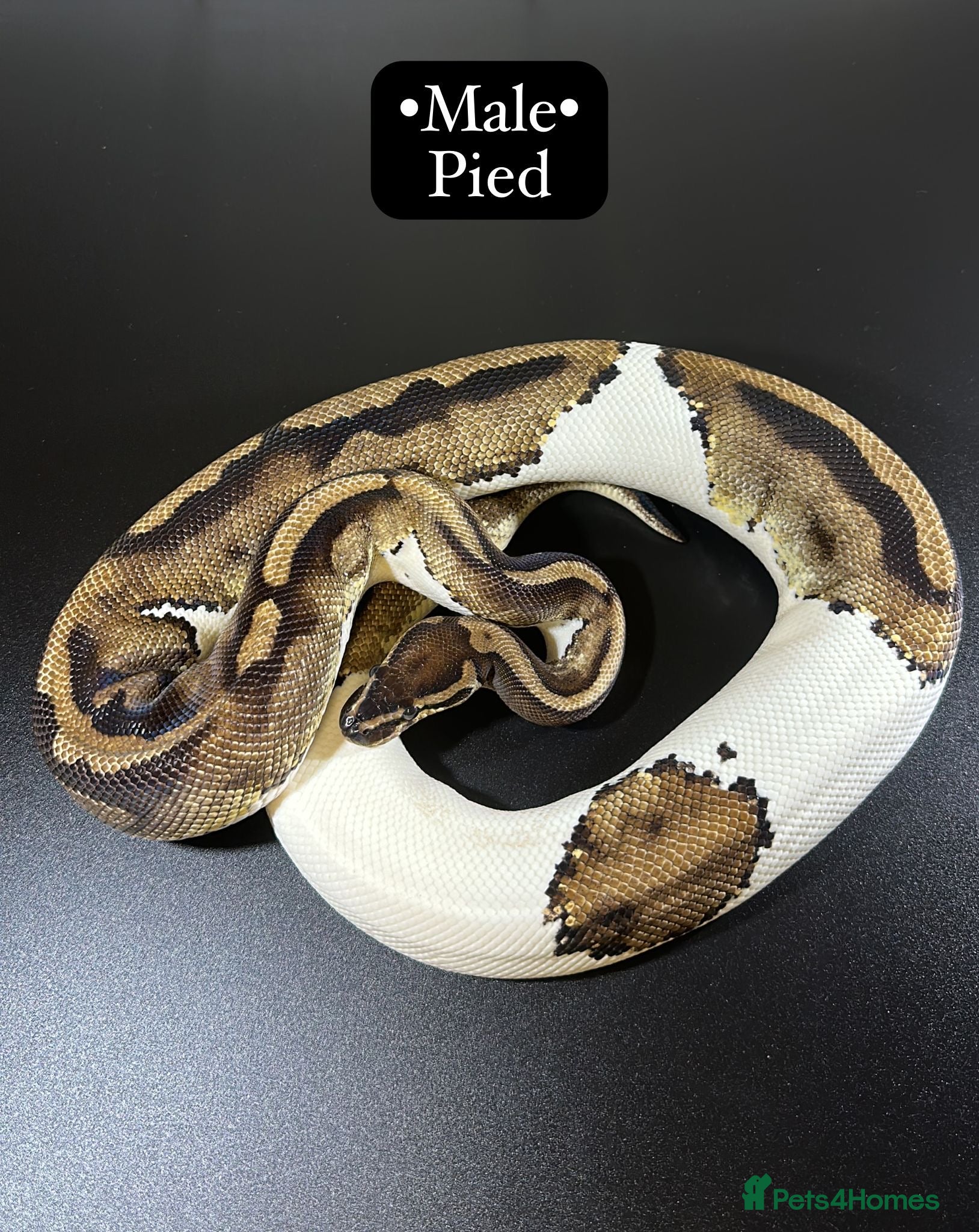 Royal pythons and African land snails for sale in | Pets4Homes