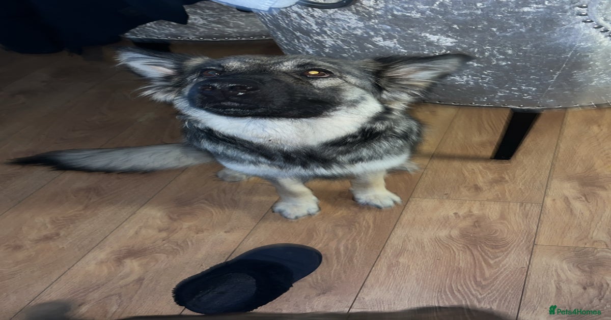 MALE GERMAN SHEPARD LONG HAIRED for sale in Prenton | Pets4Homes