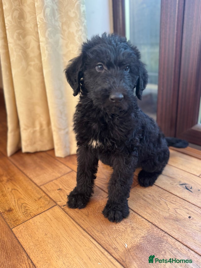 Ready now - F1 Irish Wolfadoodle for sale in Whitchurch | Pets4Homes