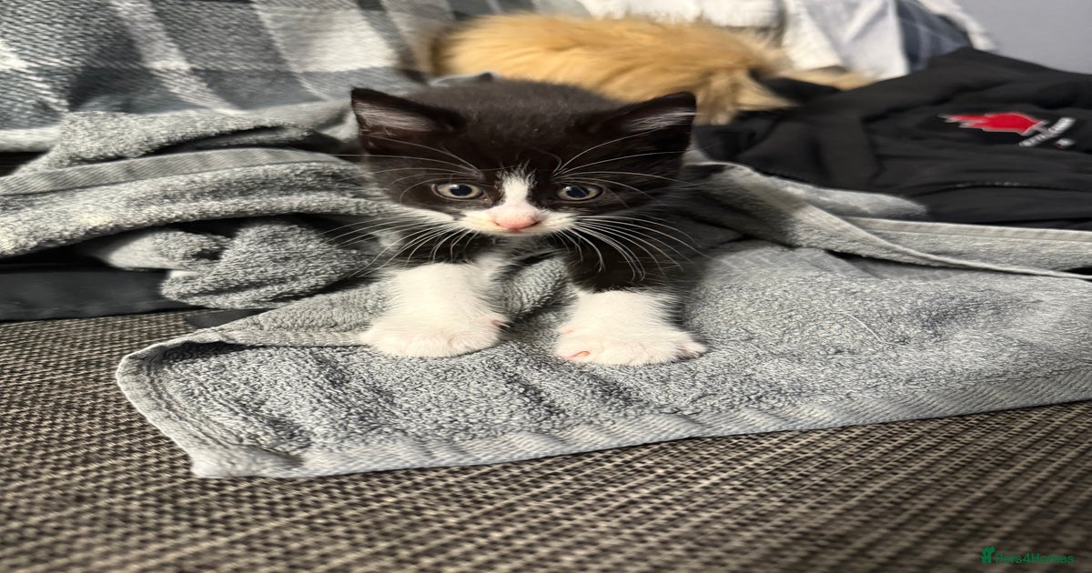 Black and white kittens for sale in Inverness | Pets4Homes
