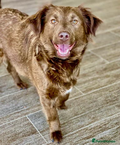 Free Dogs for adoption | Pets4Homes