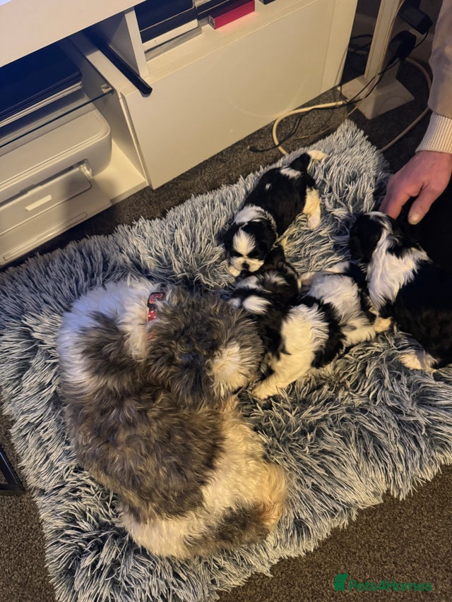 Beautiful shih tzu pups for sale in Wolverhampton | Pets4Homes