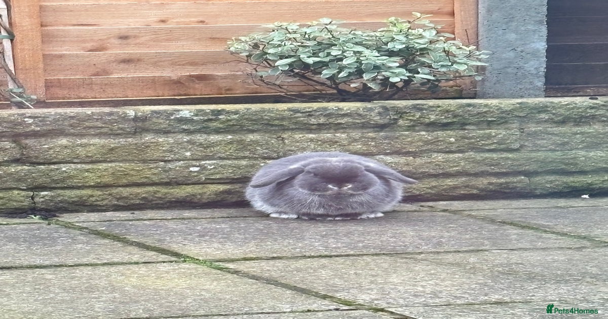 Cutest Mini lop for sale for sale in London | Pets4Homes