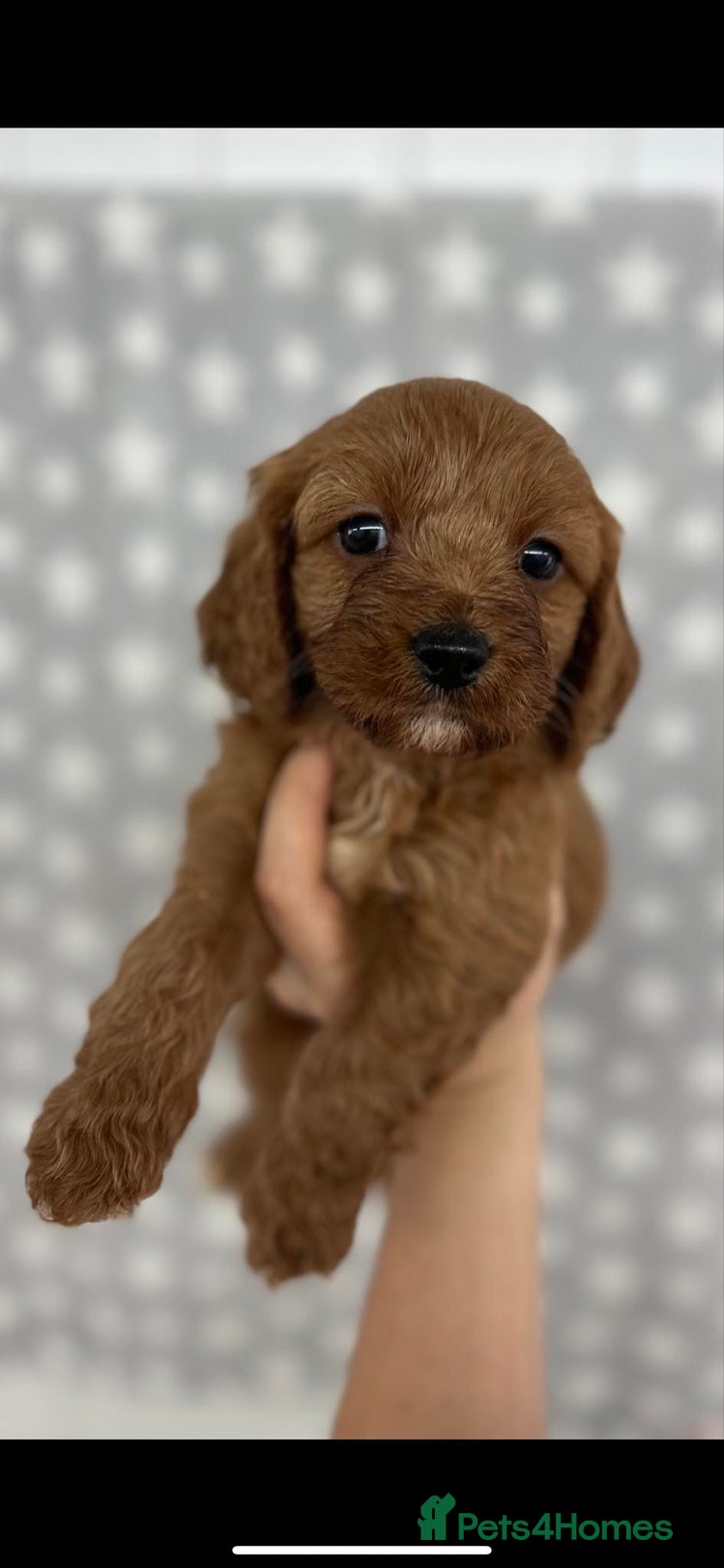 Cavapoo breeders | Pets4Homes
