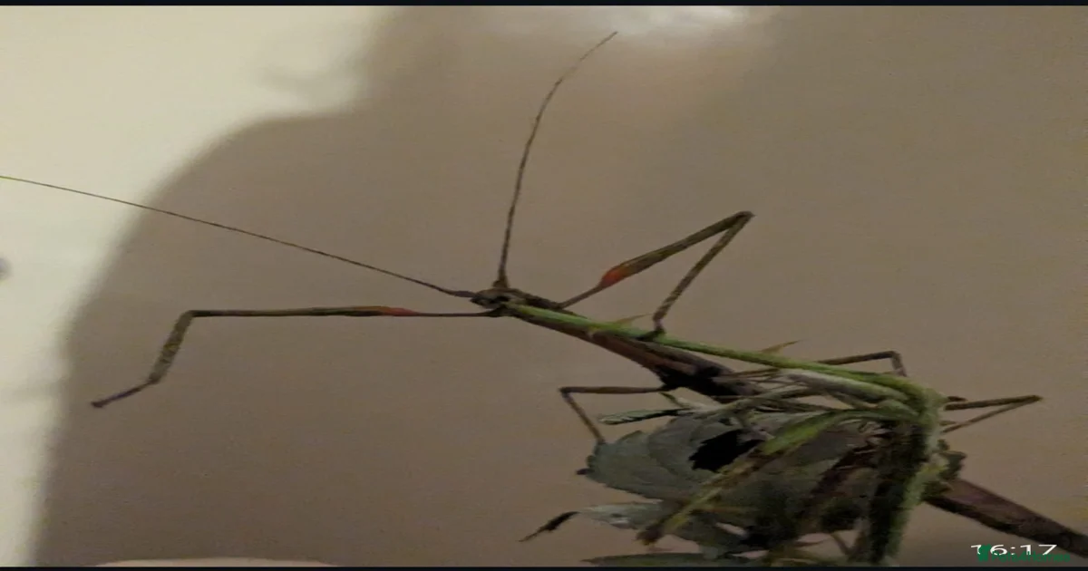 Stick Insects Invertebrates for sale in Shoreham-by-Sea, West Sussex ...