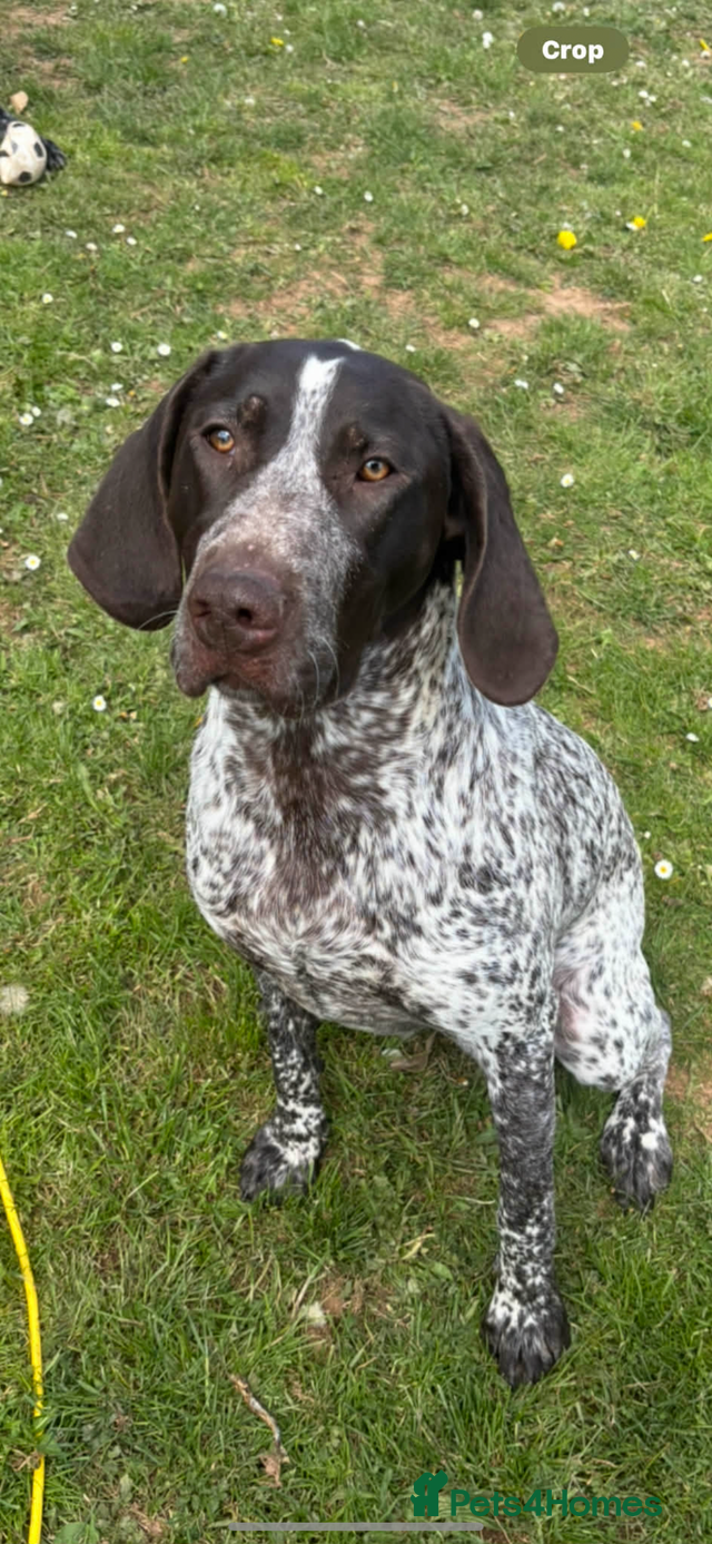 German shorthaired pointer for sale in South Brent | Pets4Homes