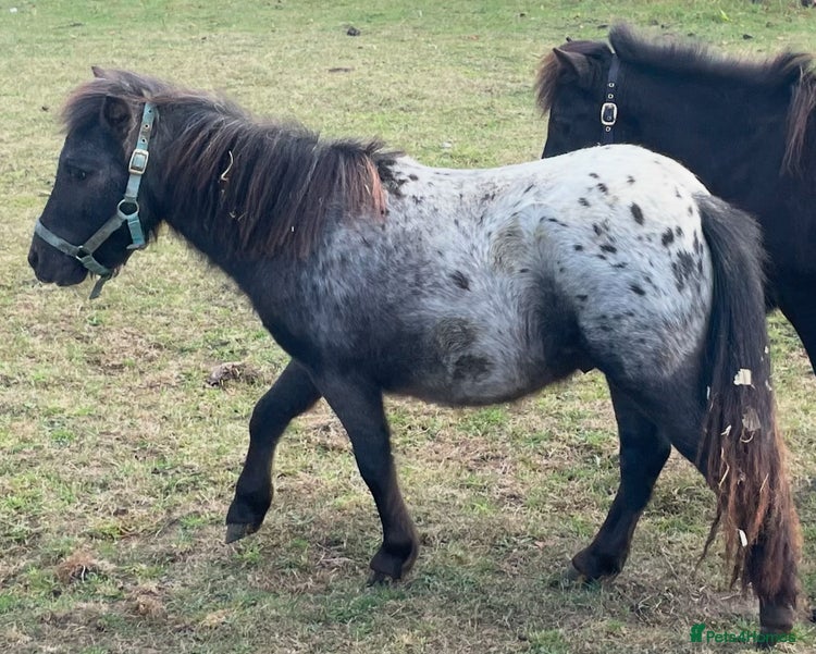 Stunning spotted miniature Shetland Colt for sale in Eye | Pets4Homes