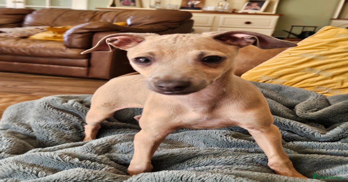 Stunning KC Red & Cream Italian greyhounds Boys for sale in Market ...