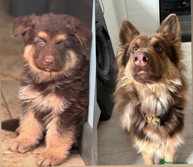German shepherd for sale in Wantage | Pets4Homes