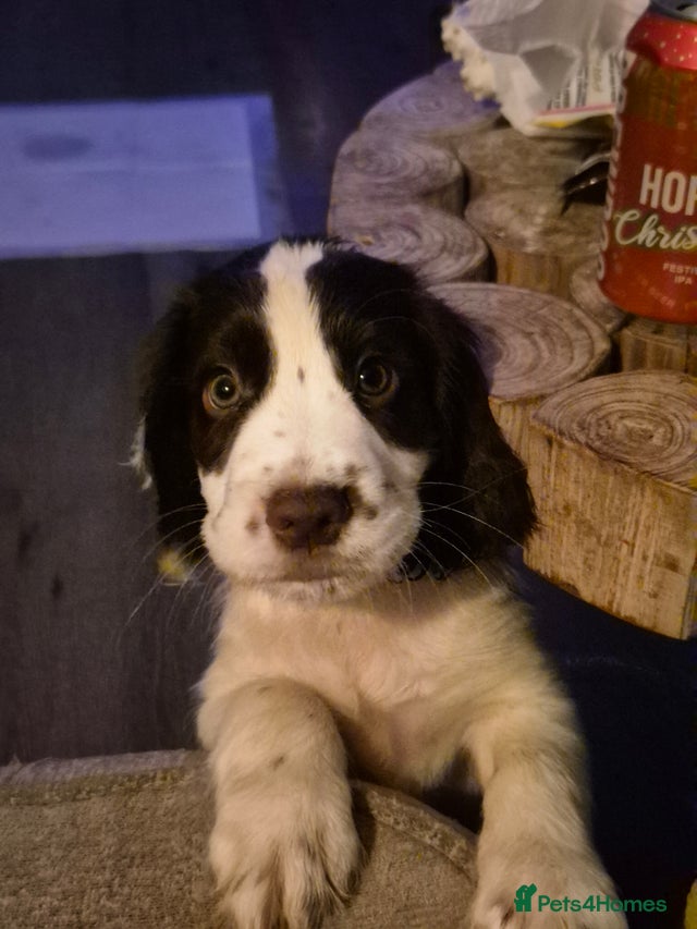 Gorgeous springer spaniel puppies for sale in Ilkeston | Pets4Homes