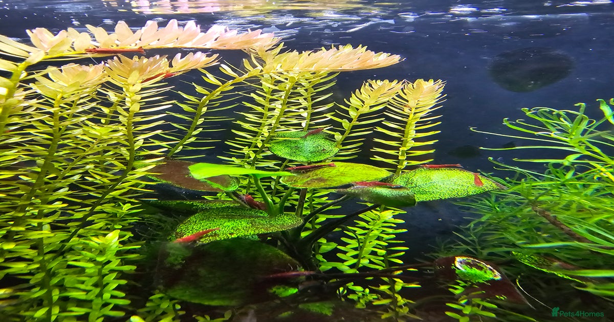 Red Cherry shrimp and Endler guppies for sale in Weston-super-Mare ...