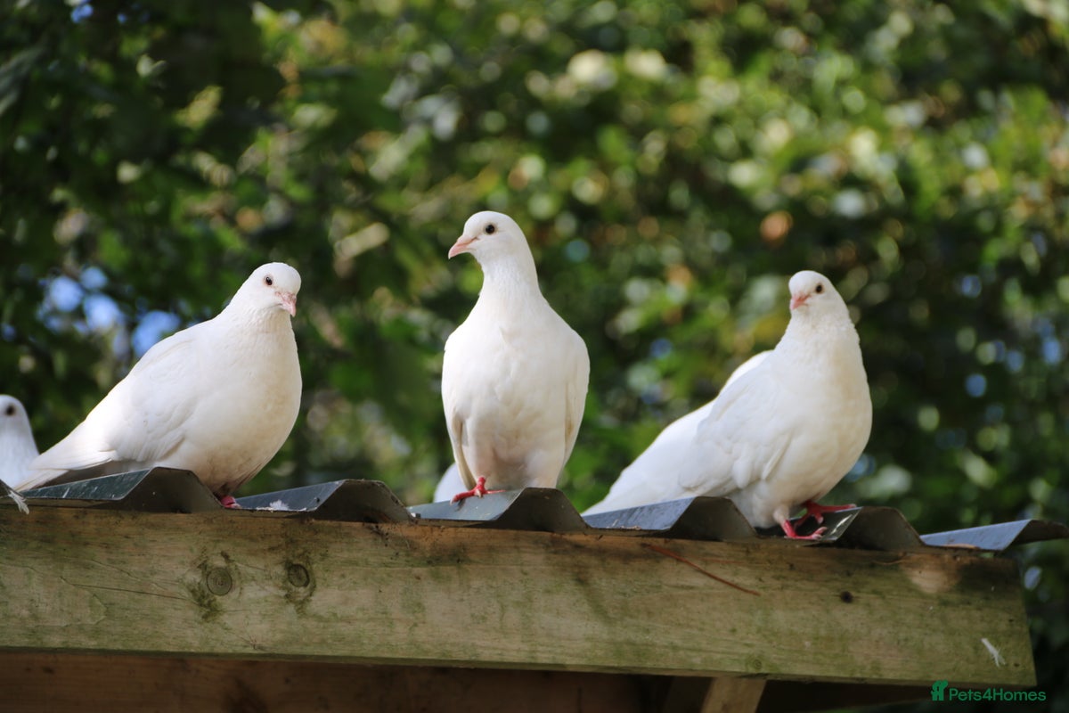 Doves birds for sale | Pets4Homes