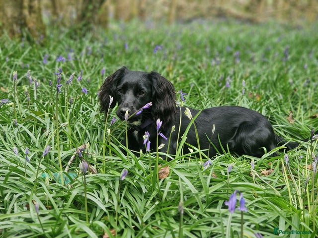 9 month old working Cocker Spaniel x Lab for sale in Ottery Saint Mary ...