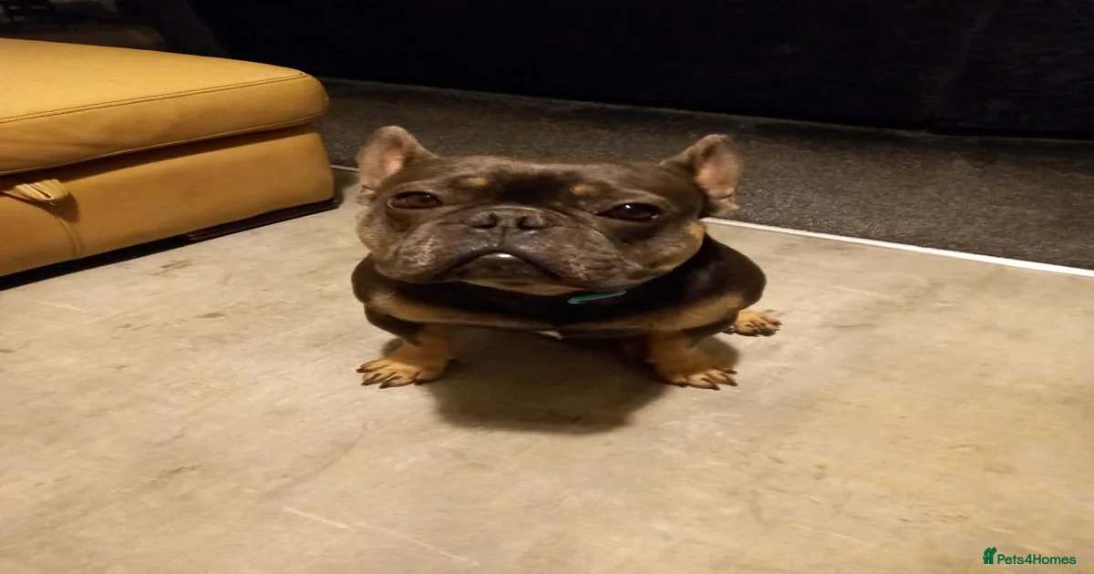 French Bulldog Dogs for adoption | Pets4Homes