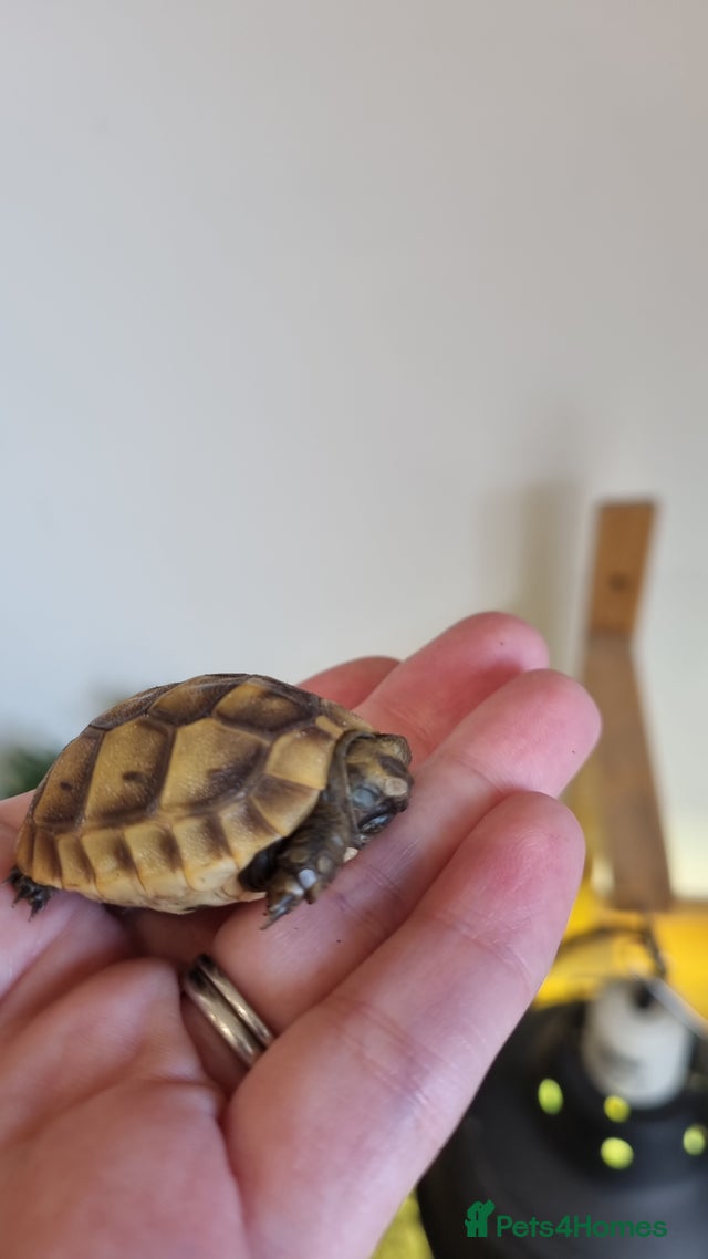 Mediterranean spur thigh tortoises - hatchlings for sale in Cheltenham | Pets4Homes