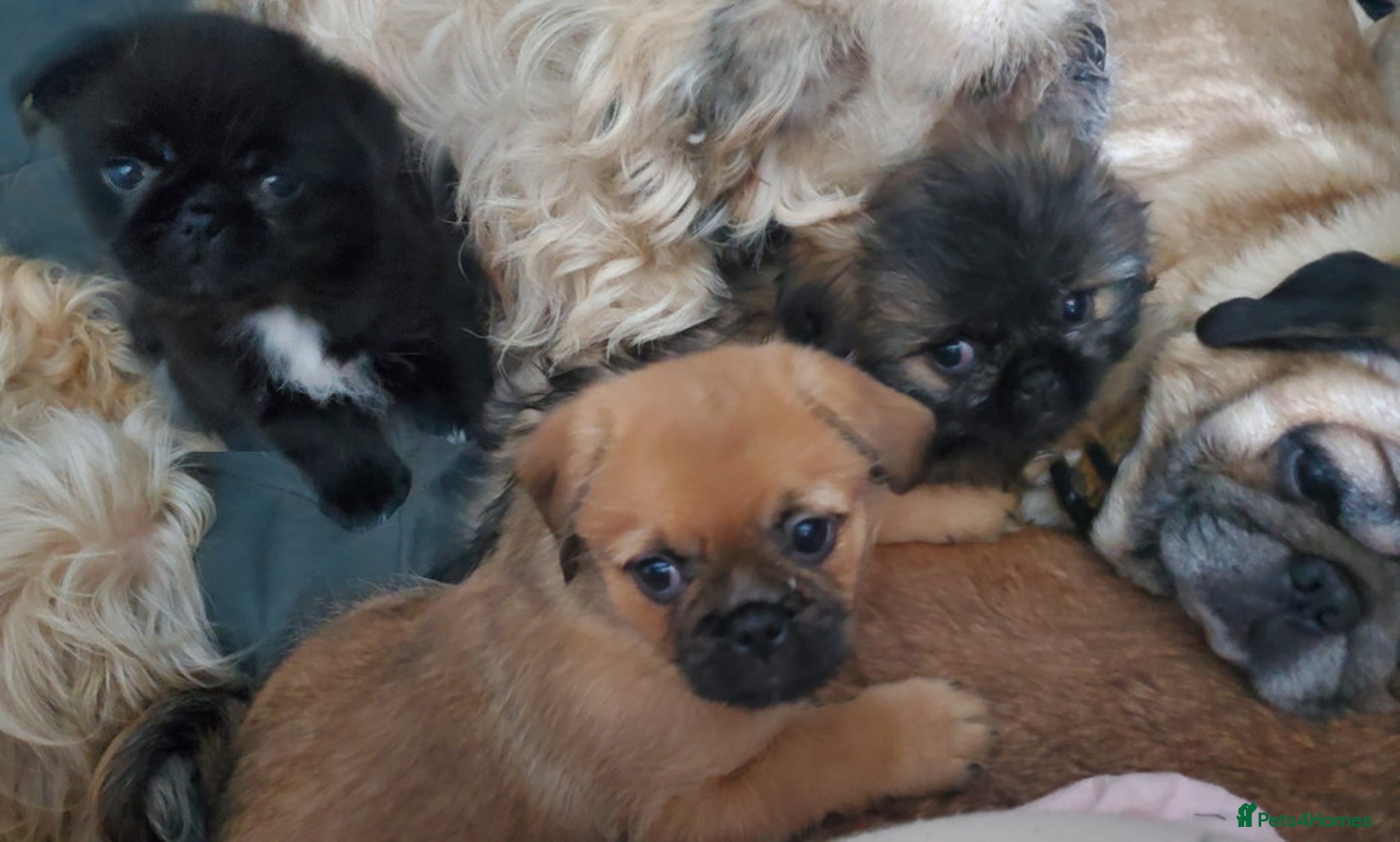 Pug Puppies for sale | Pets4Homes