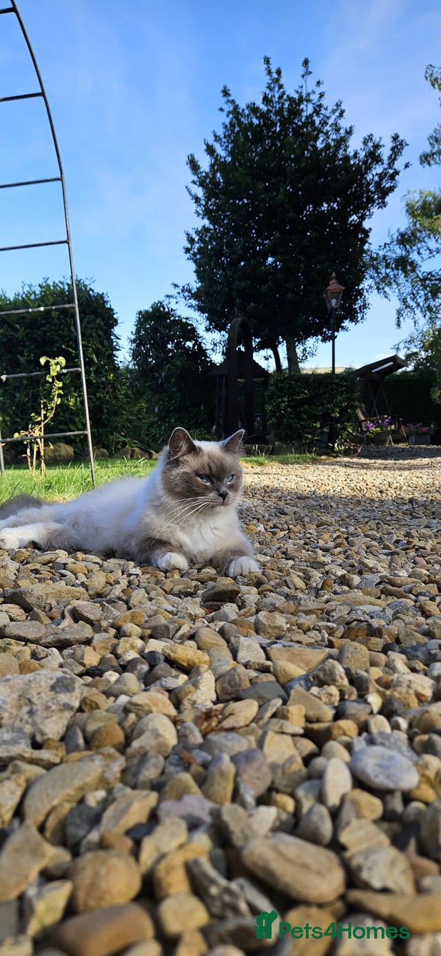 Female Ragdoll Cat for sale in Redcar | Pets4Homes